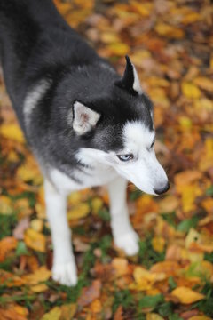 Wolfsaugen Images – Browse 64 Stock Photos, Vectors, and Video | Adobe ...