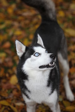 Wolfsaugen Images – Browse 64 Stock Photos, Vectors, and Video | Adobe ...