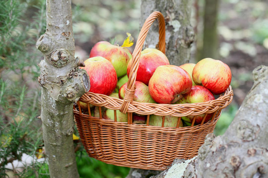 Scrumping Images – Browse 63 Stock Photos, Vectors, and Video | Adobe Stock