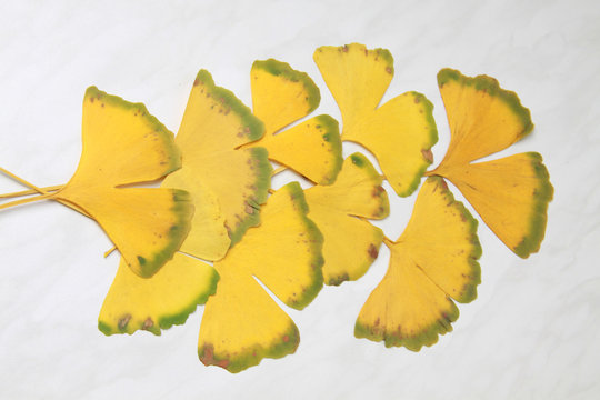 Ginkgoopsida Images – Browse 62 Stock Photos, Vectors, and Video ...