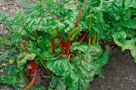 Obrázky Mangold – procházejte fotografie, vektory a videa 34,204 ...