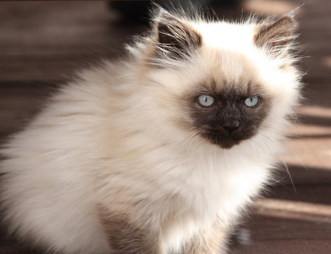 Chatton Images – Browse 91 Stock Photos, Vectors, and Video | Adobe Stock