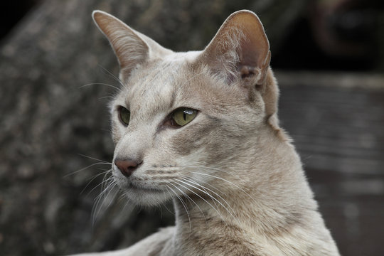 รูปภาพGatto – เลือกดูภาพถ่ายสต็อก เวกเตอร์ และวิดีโอ12,328 | Adobe Stock