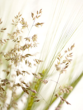 Graspollen Bilder – Durchsuchen 5,326 Archivfotos, Vektorgrafiken und ...