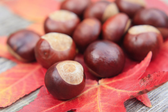 รูปภาพMarrons – เลือกดูภาพถ่ายสต็อก เวกเตอร์ และวิดีโอ7,337 | Adobe Stock