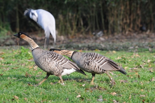 Imágenes de Fluggans: descubre bancos de fotos, ilustraciones, vectores ...