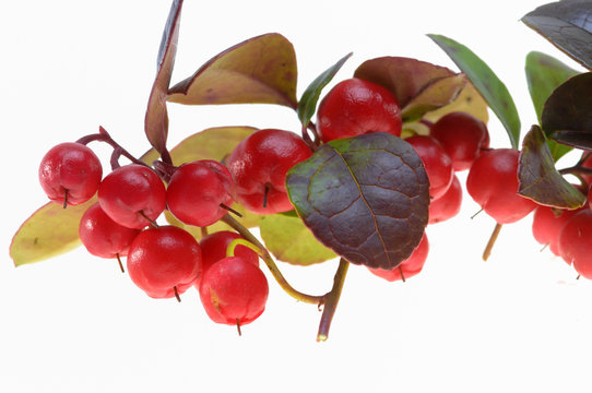 Spiceberry Bilder – Durchsuchen 2,902 Archivfotos, Vektorgrafiken und ...