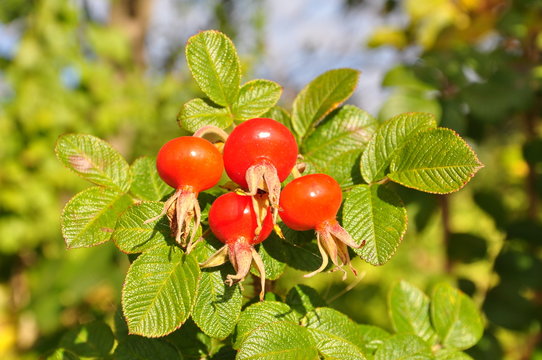 รูปภาพHiffen – เลือกดูภาพถ่ายสต็อก เวกเตอร์ และวิดีโอ325 | Adobe Stock