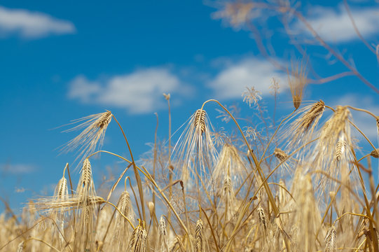 รูปภาพAwn – เลือกดูภาพถ่ายสต็อก เวกเตอร์ และวิดีโอ35,202 | Adobe Stock