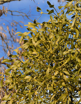 "Boule De Gui" Images – Browse 21 Stock Photos, Vectors, and Video ...