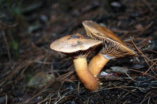 Imágenes de Animado Sed: descubre bancos de fotos, ilustraciones ...