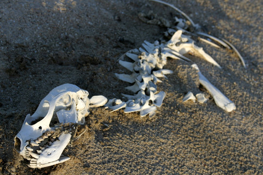 「Skellet」の写真素材 | 109件の無料イラスト画像 | Adobe Stock