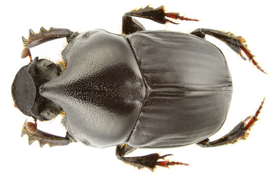 รูปภาพScarabaeidae – เลือกดูภาพถ่ายสต็อก เวกเตอร์ และวิดีโอ35,662 ...