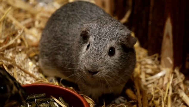 Stallhasen Bilder – Durchsuchen 490 Archivfotos, Vektorgrafiken und ...