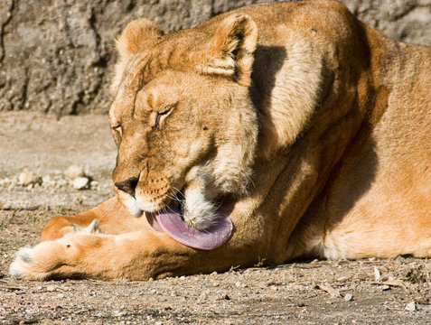 Altocor Images – Browse 32 Stock Photos, Vectors, and Video | Adobe Stock