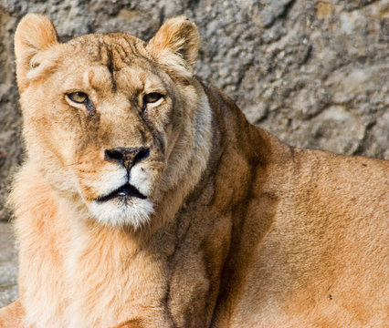 Altocor Images – Browse 76 Stock Photos, Vectors, and Video | Adobe Stock