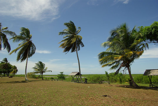 Awala-Yalimapo Images – Browse 107 Stock Photos, Vectors, and Video ...