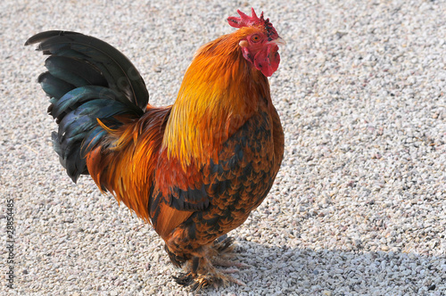 "Coq roux de profil sur un sol de gravillons" photo libre de droits sur ...