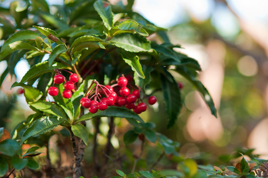 「Spiceberry」の画像 - 2,902 件の Stock 写真、ベクターおよびビデオ | Adobe Stock