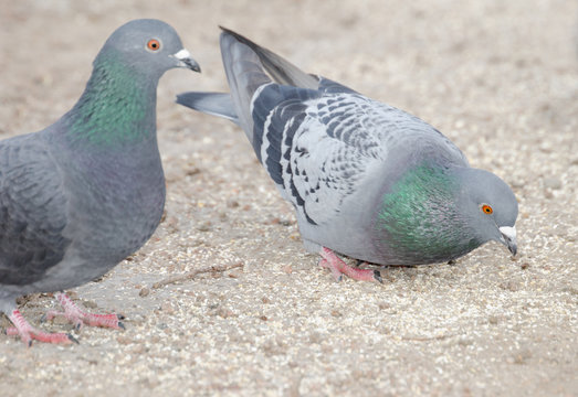 รูปภาพTauben – เลือกดูภาพถ่ายสต็อก เวกเตอร์ และวิดีโอ4,283 | Adobe Stock