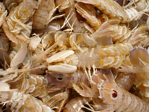 Canocchie Images – Browse 137 Stock Photos, Vectors, and Video | Adobe ...