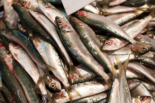 Weissfisch bilder – Bläddra bland 30 stockfoton, vektorer och videor ...