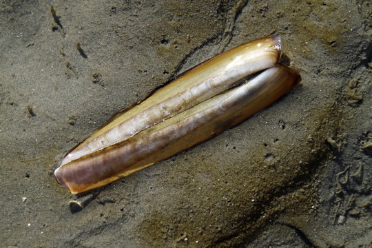 Scheidenmuschel Images – Browse 64 Stock Photos, Vectors, and Video ...