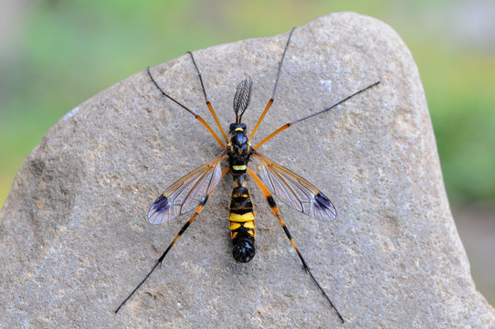 Schnacke Images – Browse 59 Stock Photos, Vectors, and Video | Adobe Stock