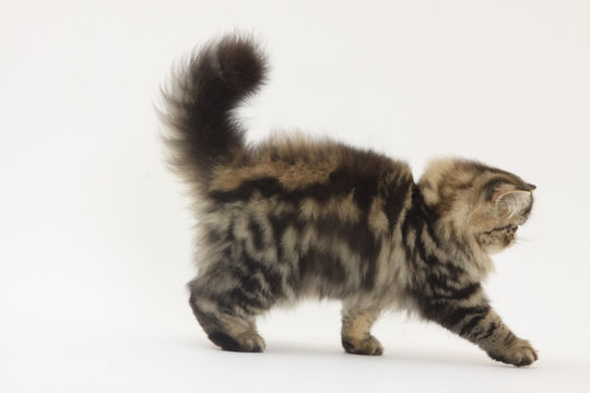 Feulement Images – Browse 14 Stock Photos, Vectors, and Video | Adobe Stock