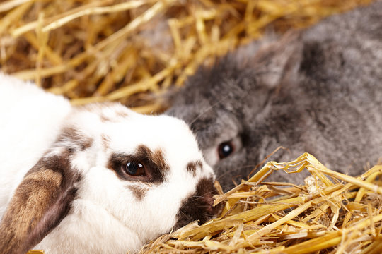 Stallhasen Bilder – Durchsuchen 490 Archivfotos, Vektorgrafiken und ...