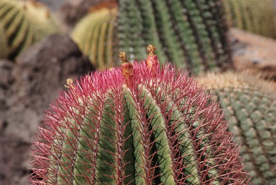 Aculei bilder – Bläddra bland 416 stockfoton, vektorer och videor ...