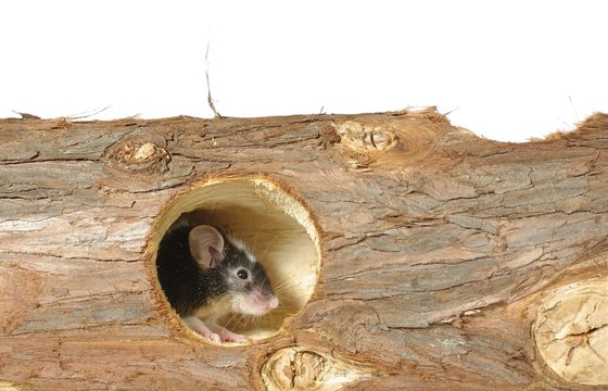 Mouse-Hole Images – Browse 546 Stock Photos, Vectors, and Video | Adobe ...
