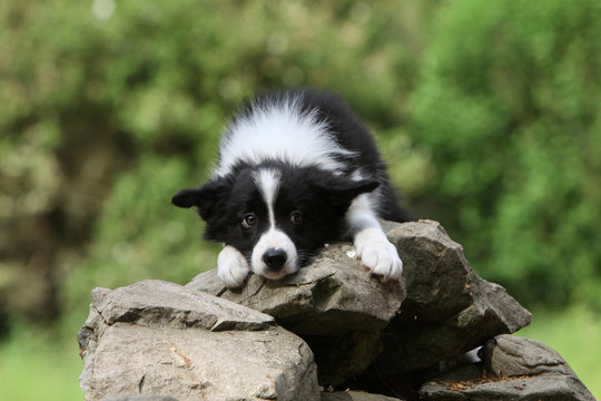 รูปภาพRagard – เลือกดูภาพถ่ายสต็อก เวกเตอร์ และวิดีโอ15 | Adobe Stock