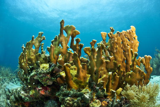 "Fire Coral" Images – Browse 1,749 Stock Photos, Vectors, and Video ...