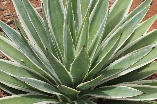 รูปภาพAgavoideae – เลือกดูภาพถ่ายสต็อก เวกเตอร์ และวิดีโอ2,784 | Adobe ...