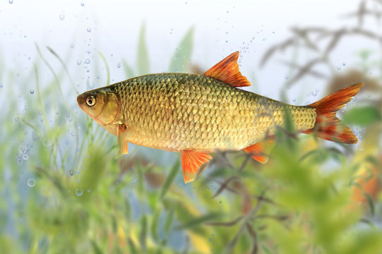 Plötze Bilder – Durchsuchen 122 Archivfotos, Vektorgrafiken und Videos ...