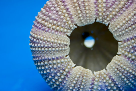 Seeigelskelett Bilder – Durchsuchen 275 Archivfotos, Vektorgrafiken und ...