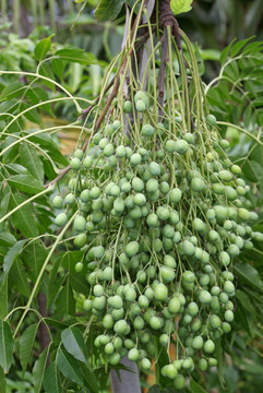 「Margosier」の画像 - 50 件の Stock 写真、ベクターおよびビデオ | Adobe Stock