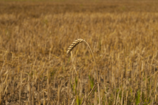 Imágenes de Weizenpflanze: descubre bancos de fotos, ilustraciones ...