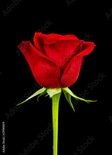 "Side view of rose" Stock photo and royalty-free images on Fotolia.com ...