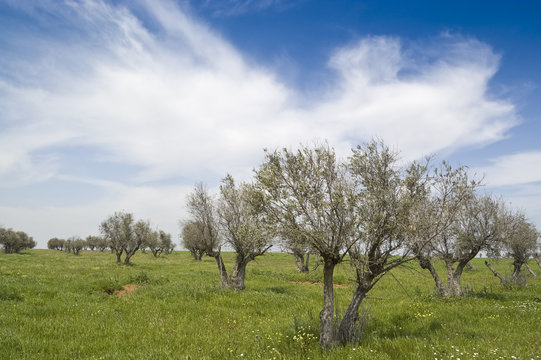 Jaramago Bilder – Durchsuchen 29 Archivfotos, Vektorgrafiken und Videos ...