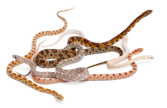 Fancy Corn Snake