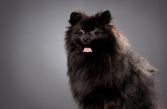 Shpitz Images – Browse 347 Stock Photos, Vectors, and Video | Adobe Stock