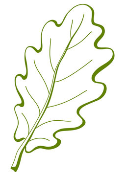 Simple Oak Leaf Outline