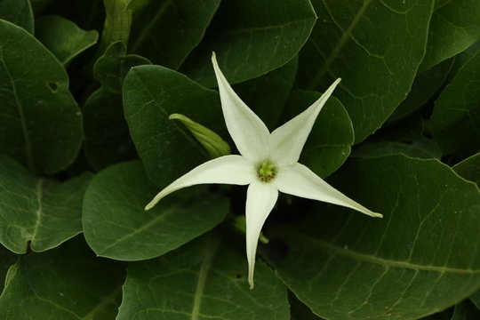 Jaborosa Images – Browse 9 Stock Photos, Vectors, and Video | Adobe Stock