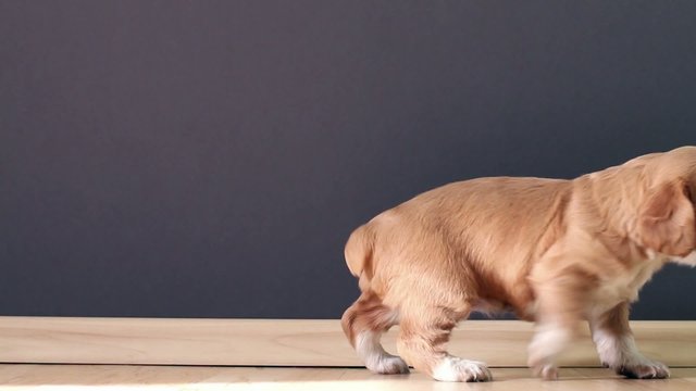 Pappy Images – Browse 1,084 Stock Photos, Vectors, and Video | Adobe Stock