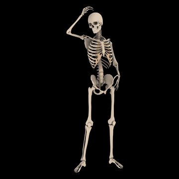 รูปภาพHumerus – เลือกดูภาพถ่ายสต็อก เวกเตอร์ และวิดีโอ15,557 | Adobe Stock