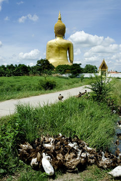 Angtong Images – Browse 61 Stock Photos, Vectors, and Video | Adobe Stock