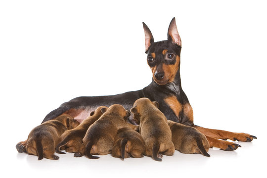 รูปภาพSuckle – เลือกดูภาพถ่ายสต็อก เวกเตอร์ และวิดีโอ151,728 | Adobe Stock