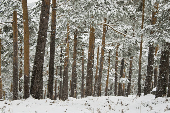「Nevando」の画像 - 561 件の Stock 写真、ベクターおよびビデオ | Adobe Stock
